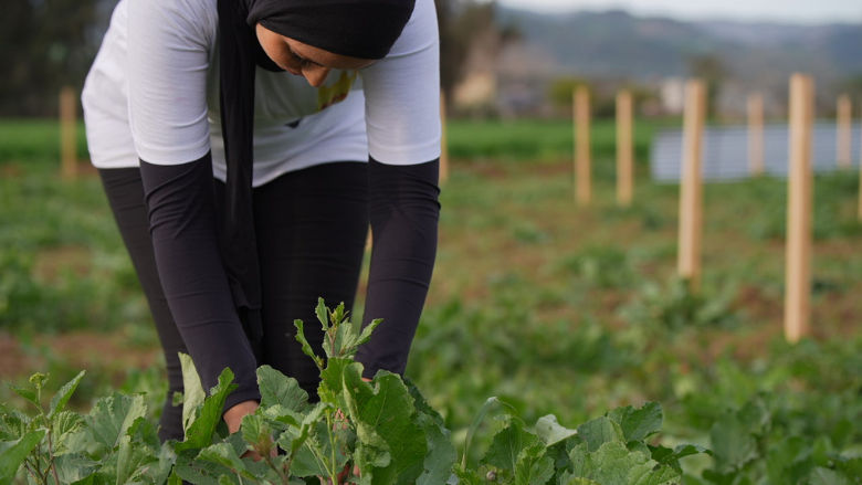 Rural Jobs & Resilience with TRACE: World Bank Support in Tunisia