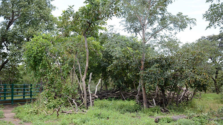 Un Programme d’Investissement Forestier au service de l’environnement ...