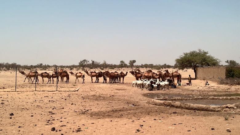 Chad Economic Update: Harnessing Agriculture and Livestock Value Chains ...