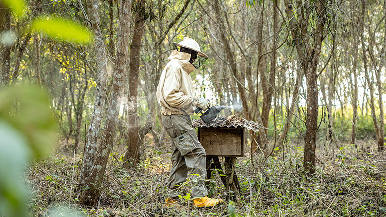 Amélioration de la gestion des forêts et des paysages en République ...