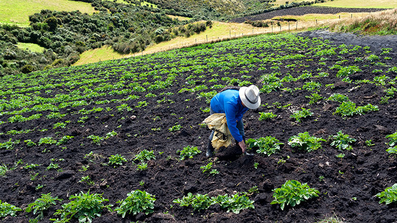 Ecuador: Con el riego tecnificado brotan nuevas oportunidades y optimismo