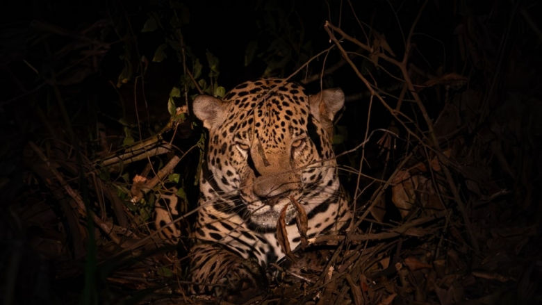 Construir un futuro sostenible para los jaguares y los agricultores de ...