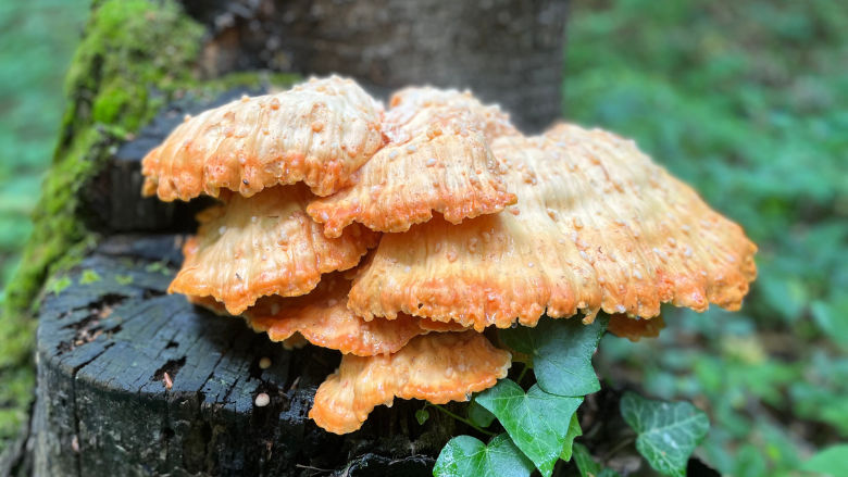 Investing in Moldova’s Forest Biodiversity to Build a More Sustainable ...