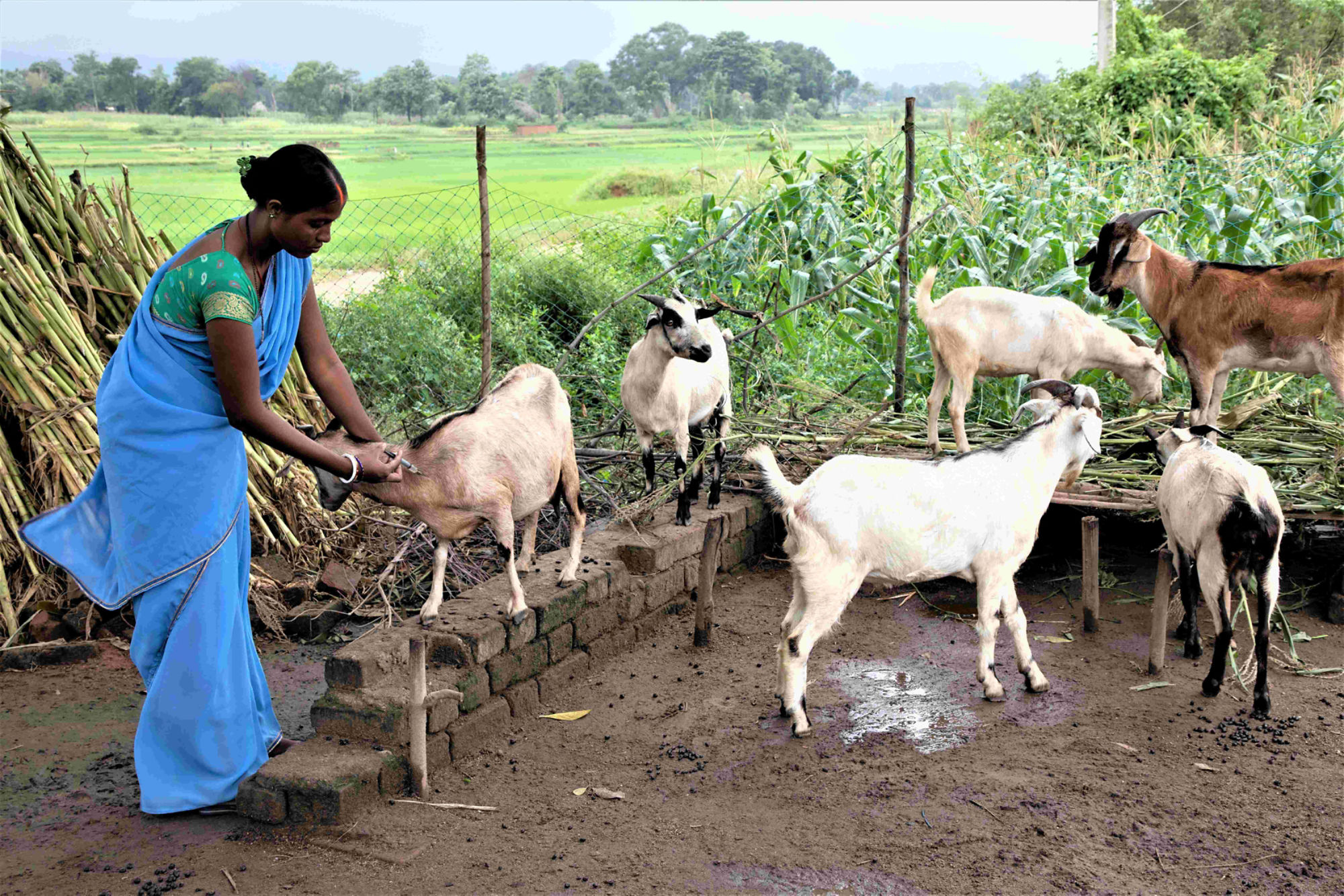 Jharkhand’s Pashu Sakhis: The Community Animal Healthcare Workers