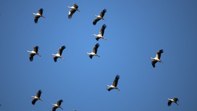 The Stork Dilemma: When Development Meets Wildlife in Kazakhstan
