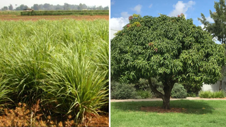 Kinshasa: Harnessing Nature-Based Solutions for Urban Resilience