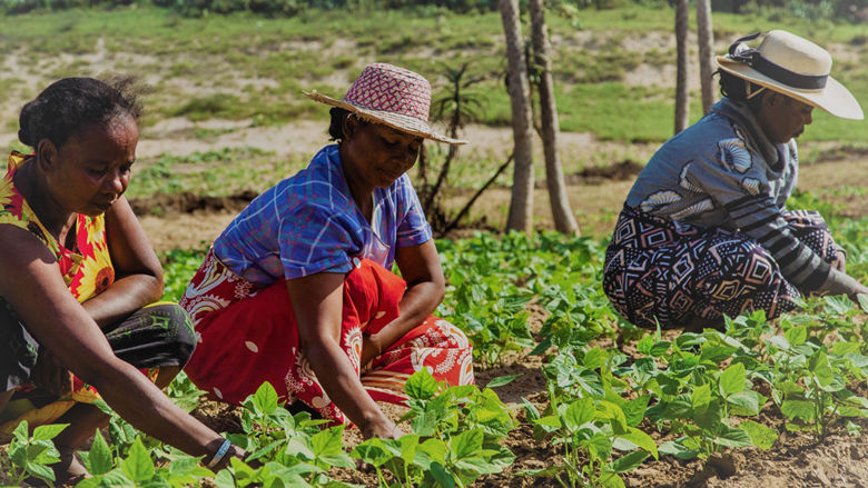 Tackling Food Insecurity: From Emergency to Resilience | The ...