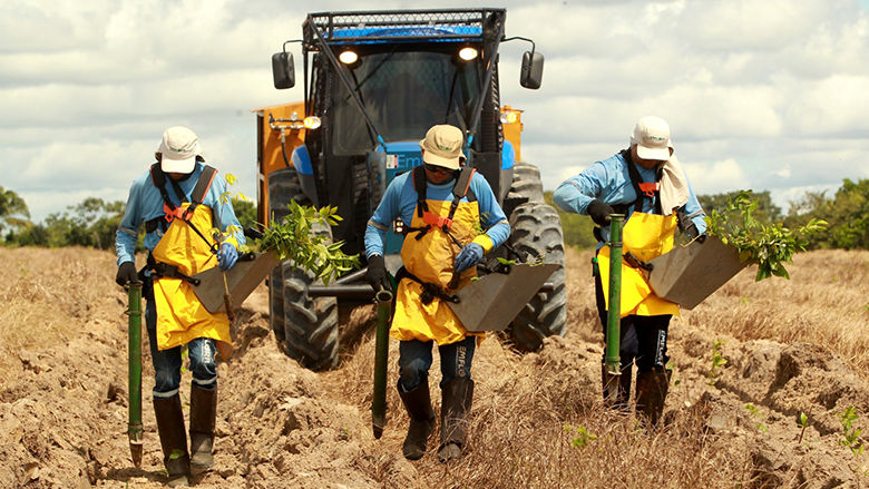 New Model for Conservation Finance to Accelerate Reforestation Efforts ...