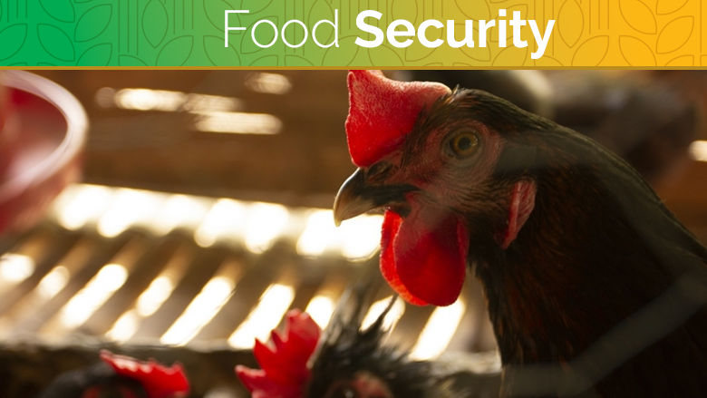 Opinion & News | Food Insecurity & International Development