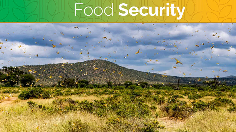 Opinion & News | Food Insecurity & International Development