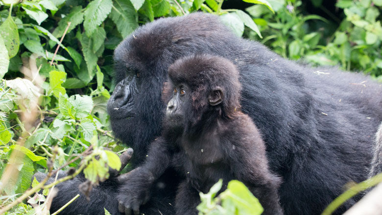Gorillas Just Part of the Mix: To Expand, Nature-Based Tourism in ...
