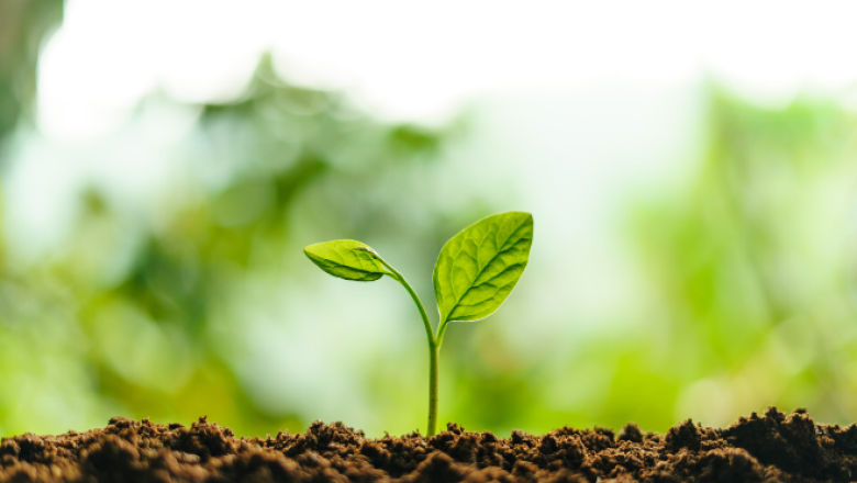 South Asian Policy Leadership for Improved Nutrition and Growth (SAPLING)