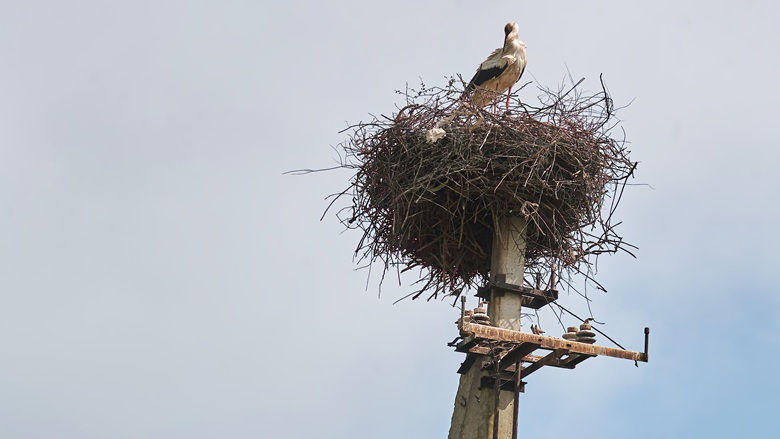 The Stork Dilemma: When Development Meets Wildlife in Kazakhstan